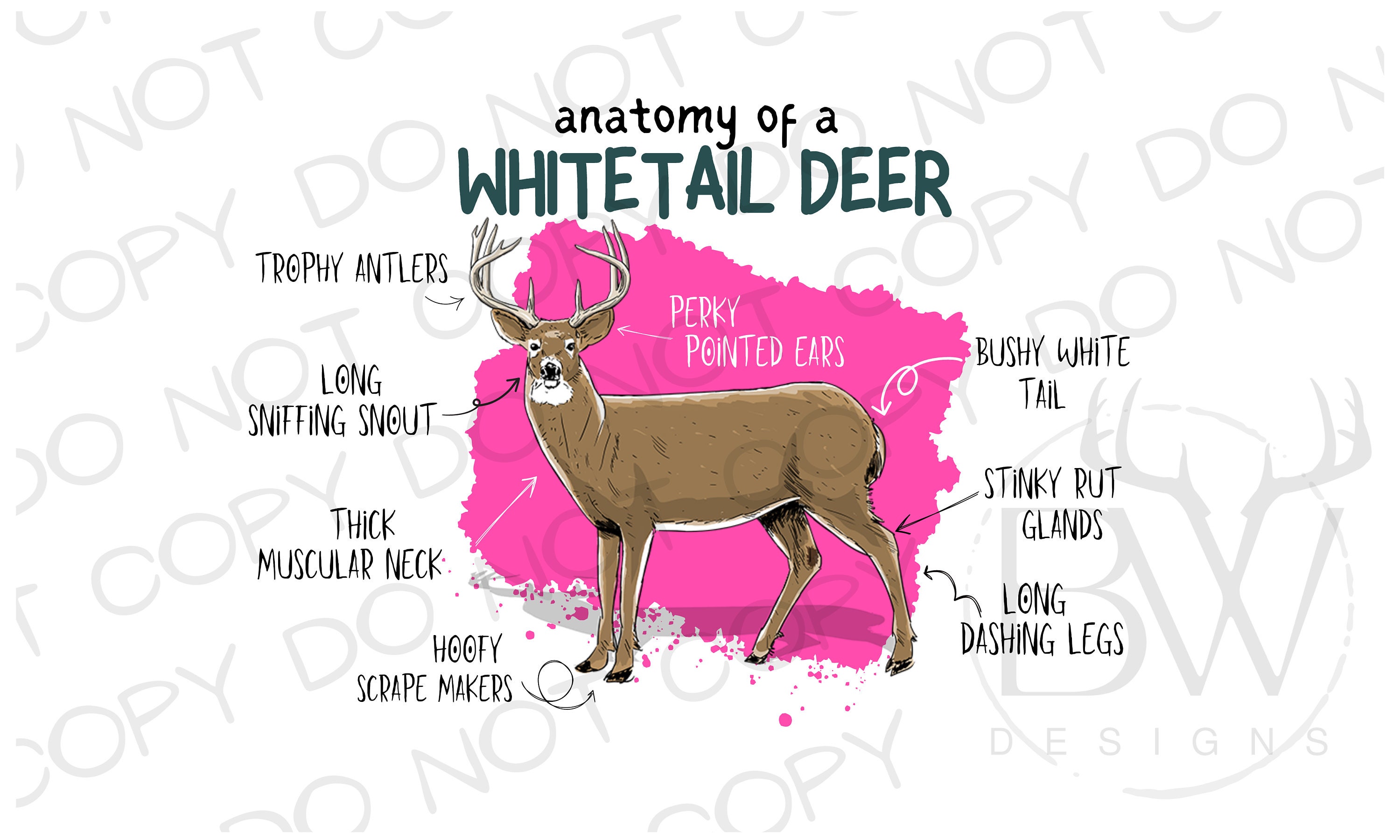 Anatomía de un venado cola blanca PNG / Descarga digital / - Etsy México