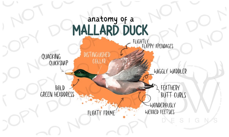 Anatomy of a Mallard Duck PNG Digital Download Duck - Etsy
