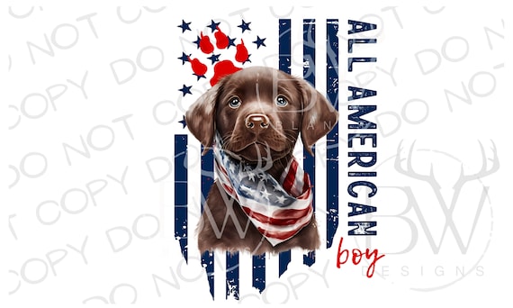 American Chocolate Lab