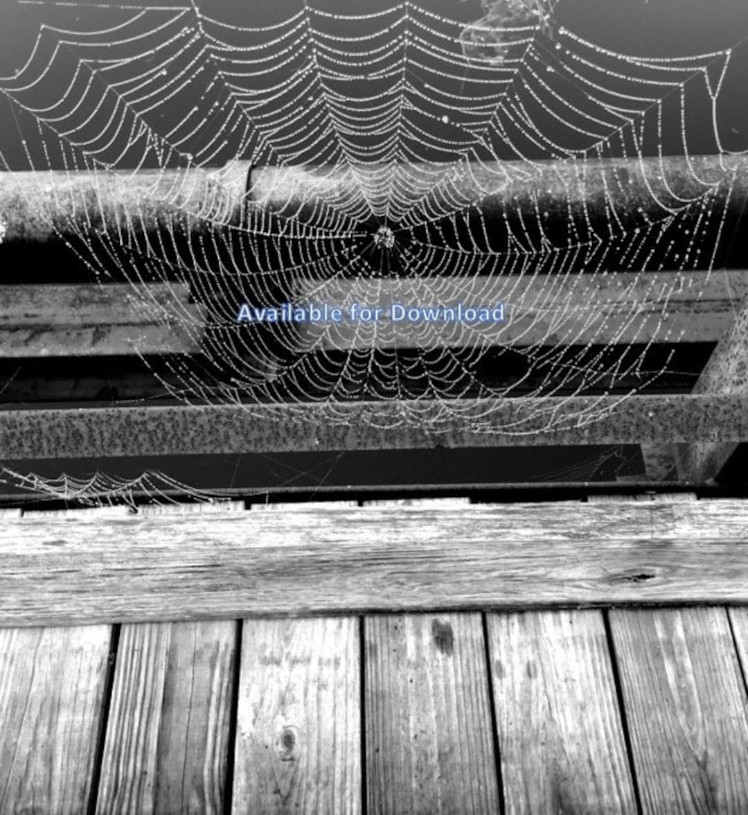 Spider Web Screensaver - Spider Web Photo - Digital Download - Digital ...