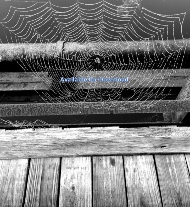 Spider Web Screensaver - Spider Web Photo - Digital Download - Digital ...