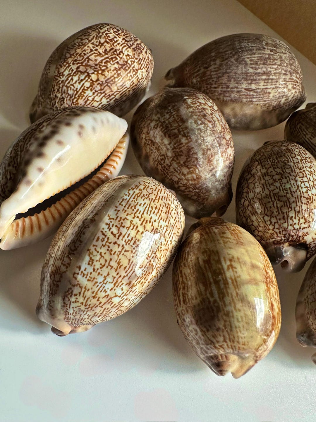 Medium Cowrie Shells | Orisha Offerings | Oshun Cowrie Shells | Yoruba ...