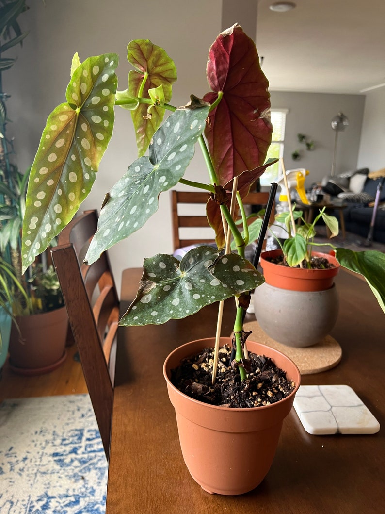 Large 2ft Tall Begonia Maculata 5 Gallon Grow Pot Free - Etsy