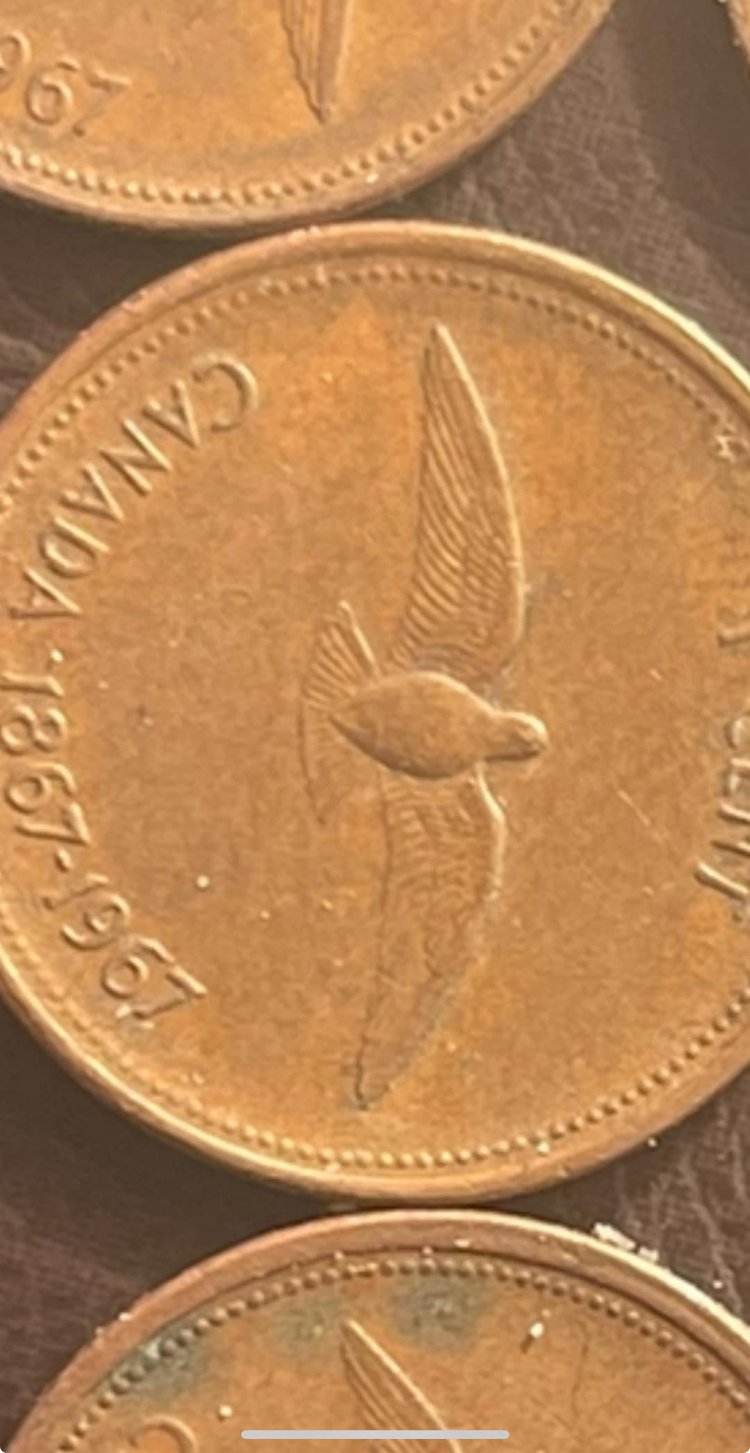 1867-1967 Centennial Canadian Penny With the Rock Dove in Flight - Etsy