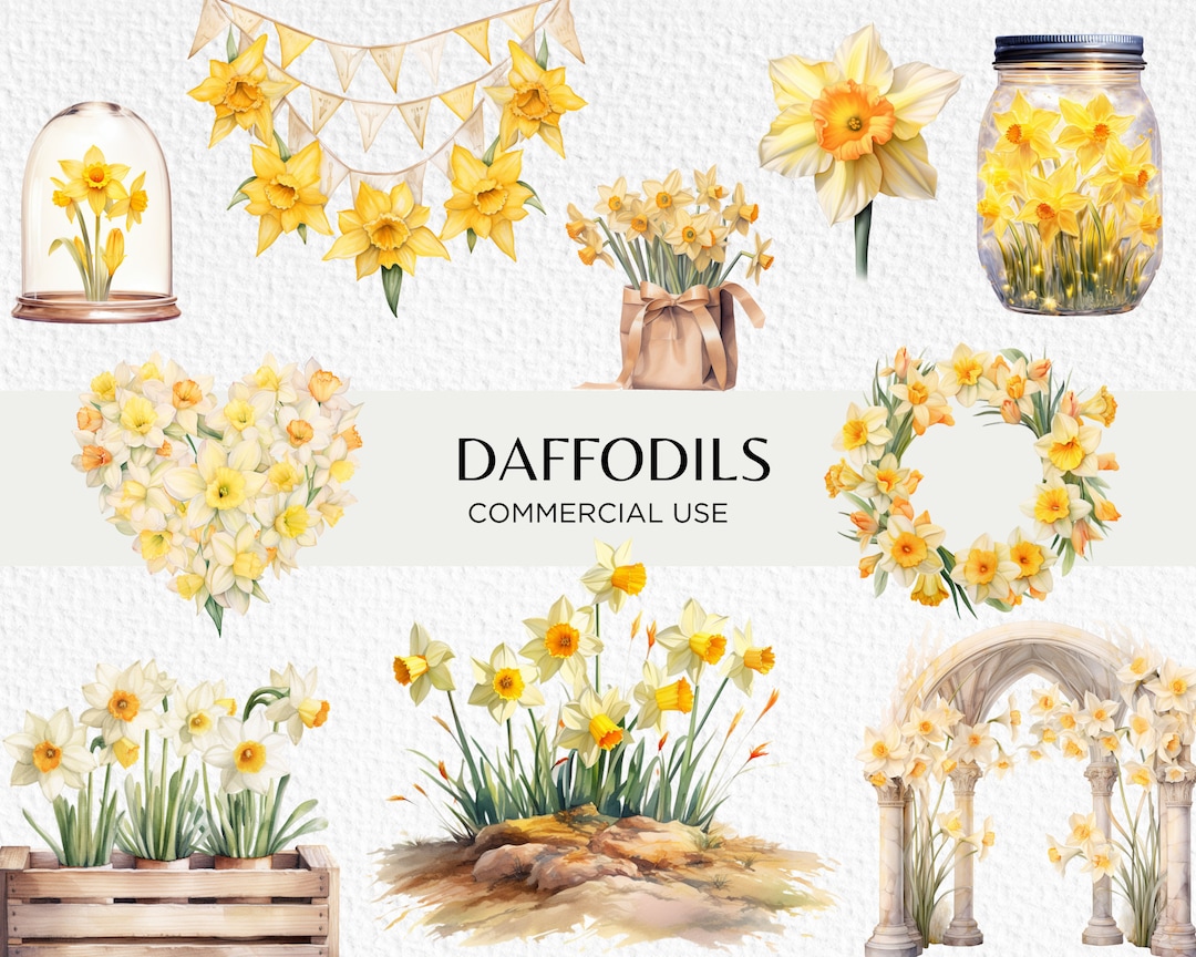 Daffodils Watercolour Clipart, 20 Transparent PNG 300 Dpi, Cute Spring ...