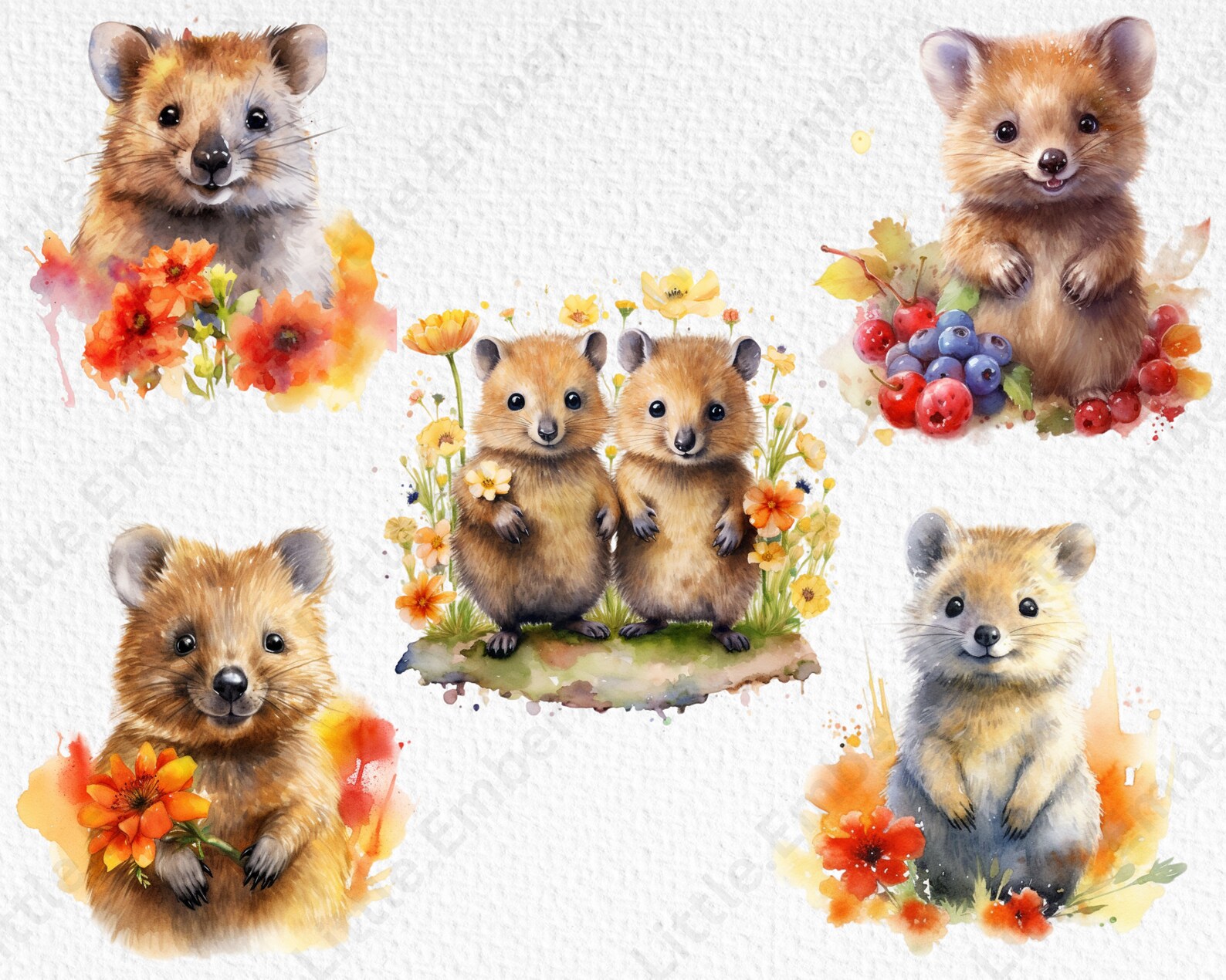 Watercolour Quokka Clipart Bundle, 18 Transparent Isolated PNG 300 Dpi ...