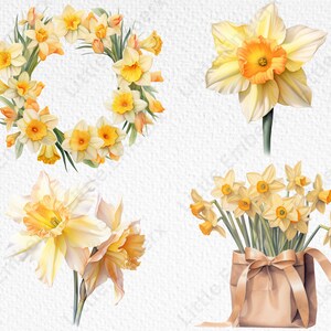 Daffodils Watercolour Clipart, 20 Transparent PNG 300 Dpi, Cute Spring ...