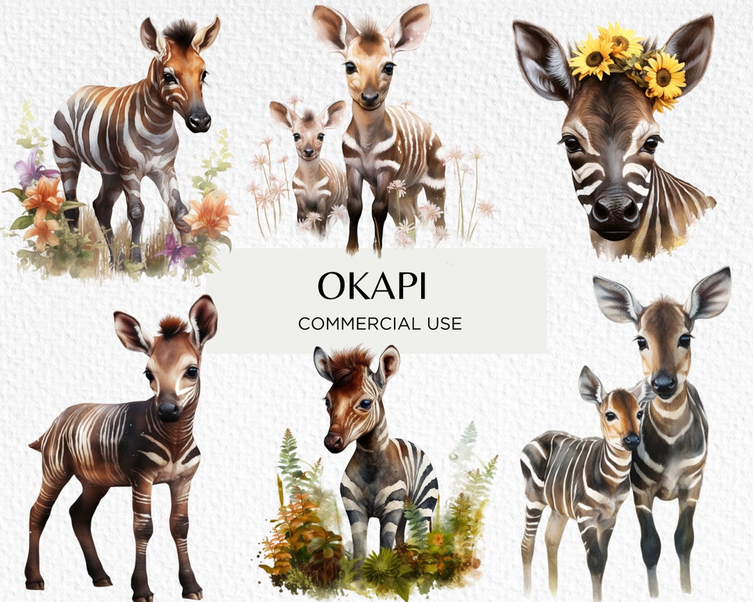Watercolour Okapi Clipart Bundle, 18 Transparent Isolated PNG 300 Dpi, Cute Happy Baby Okapis ...