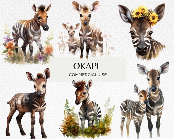 Cute Baby Okapis