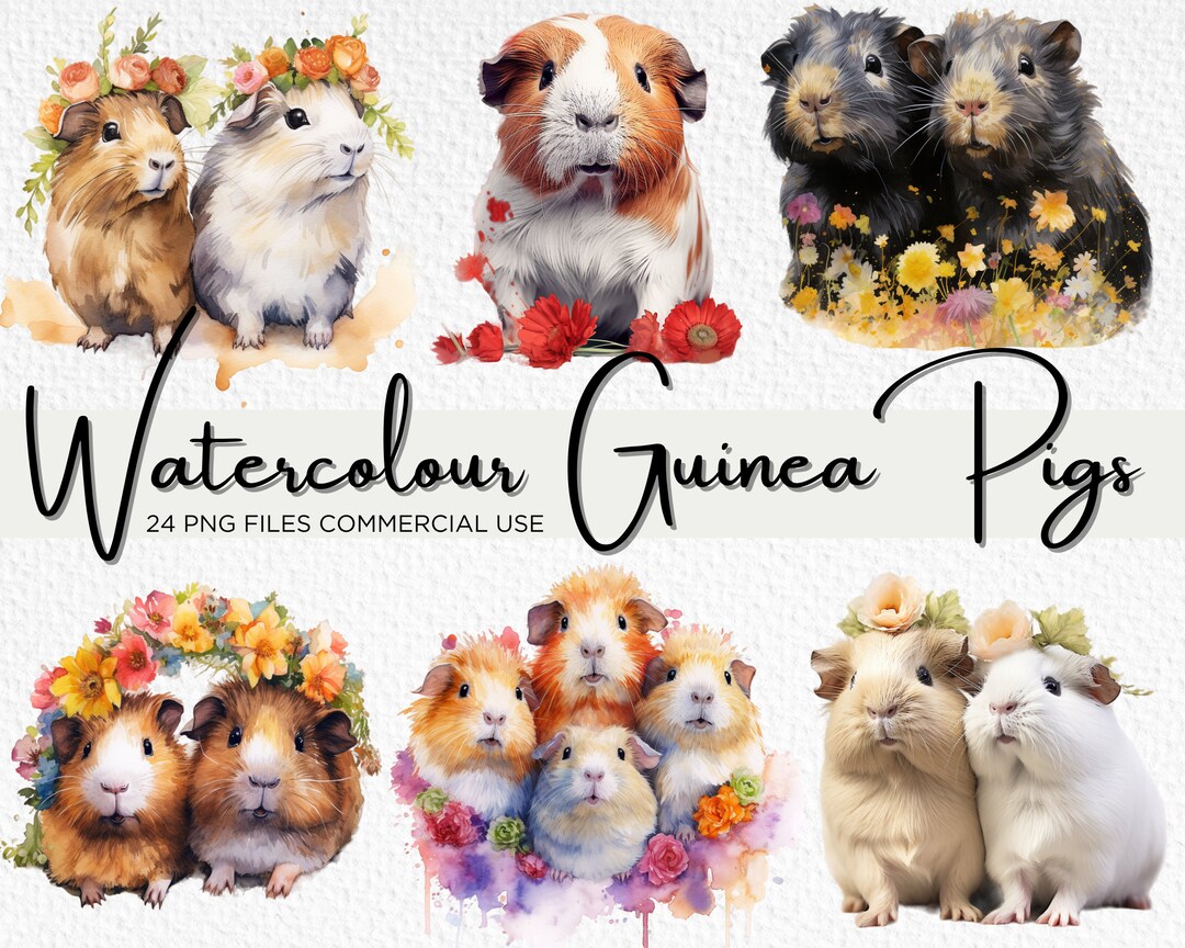 Watercolour Guinea Pigs Clipart Bundle 24 Transparent - Etsy