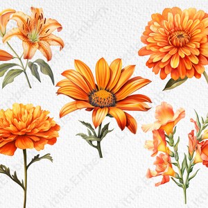 Orange Flowers Watercolour Clipart Bundle, 20 Transparent PNG 300 Dpi ...