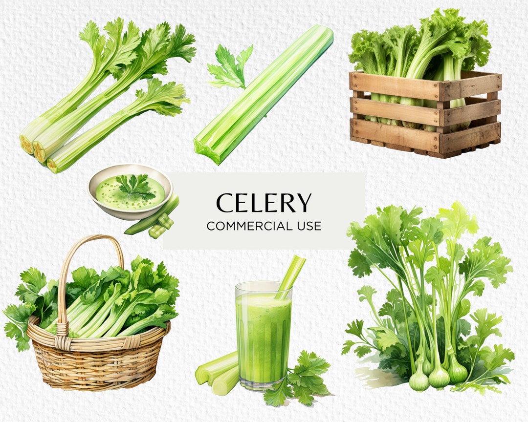 Celery Watercolour Clipart Bundle, 11 Transparent PNG 300 Dpi ...