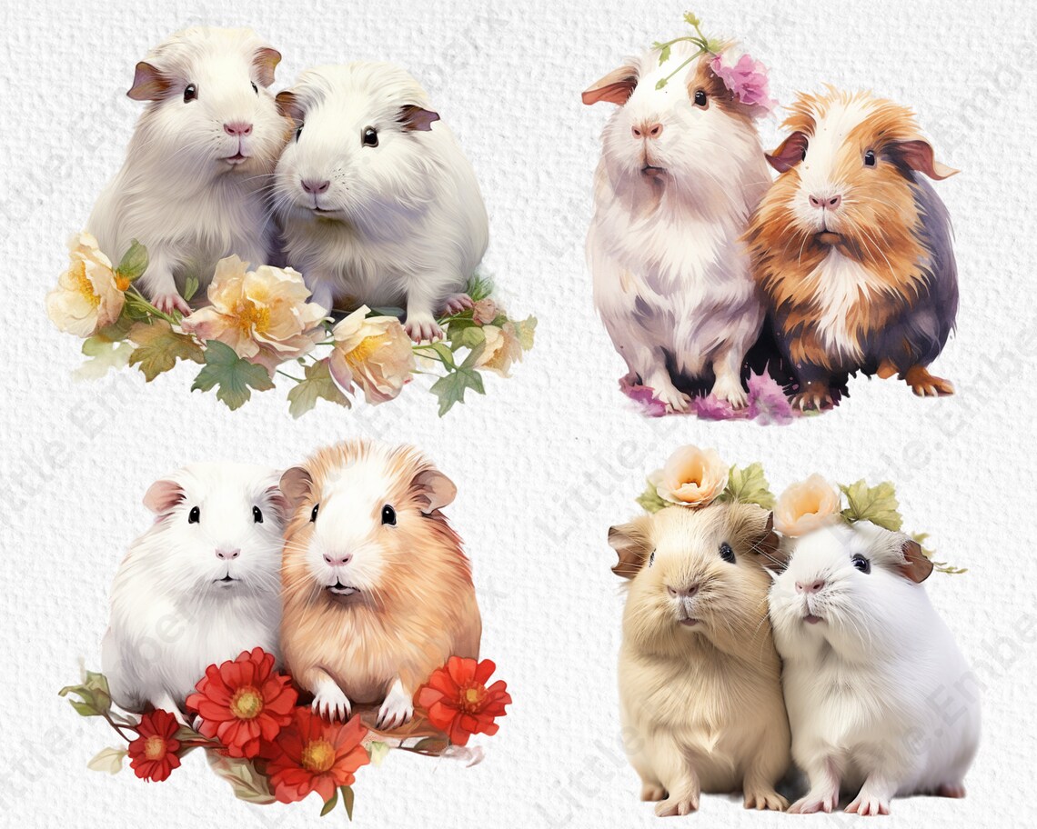 Watercolour Guinea Pigs Clipart Bundle, 24 Transparent PNG 300 Dpi ...