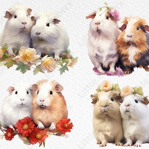 Watercolour Guinea Pigs Clipart Bundle, 24 Transparent PNG 300 Dpi ...