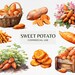 Sweet Potato Watercolour Clipart Bundle, 10 Transparent PNG 300 Dpi ...
