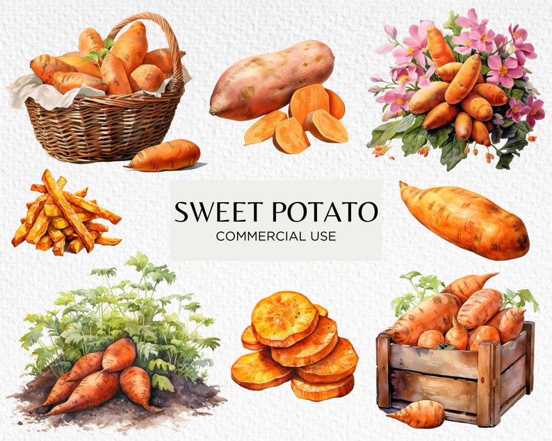 Sweet Potato Watercolour Clipart Bundle, 10 Transparent PNG 300 Dpi ...