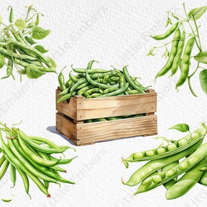 Green Beans Watercolour Clipart Bundle, 10 Transparent PNG 300 Dpi ...