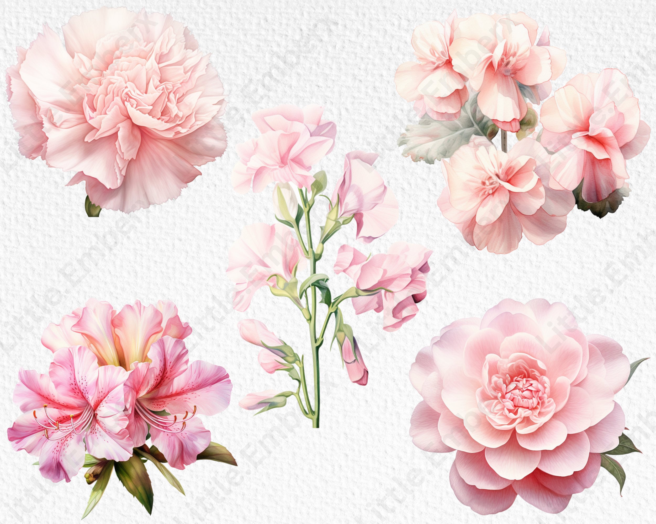 Pink Flowers Watercolour Clipart Bundle, 20 Transparent PNG 300 Dpi ...
