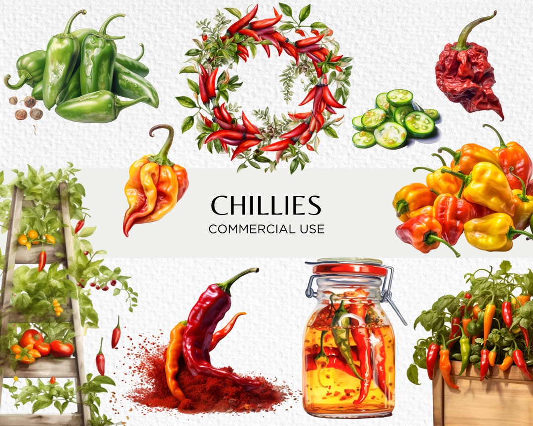 Chillies Watercolour Clipart Bundle, 16 Transparent PNG 300 Dpi, Chilli ...