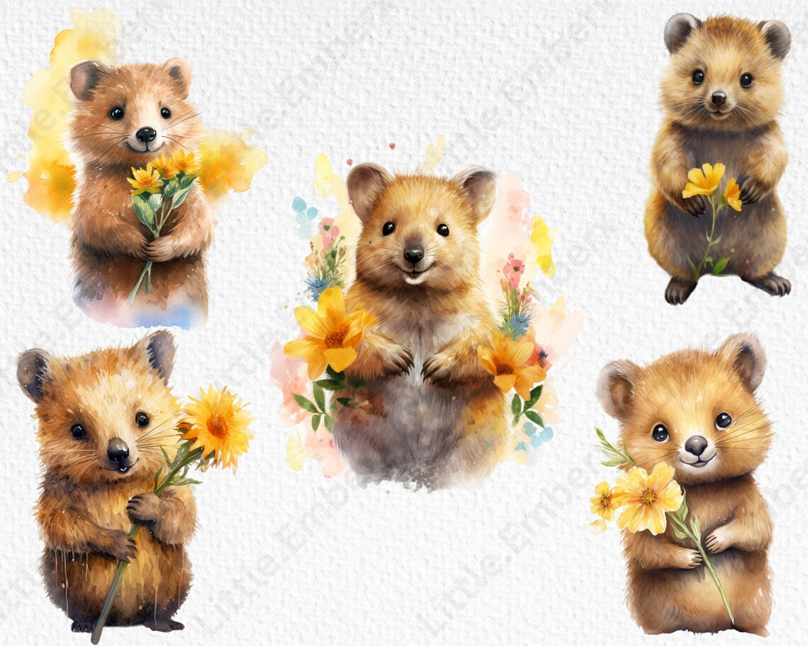 Watercolour Quokka Clipart Bundle, 18 Transparent Isolated PNG 300 Dpi ...