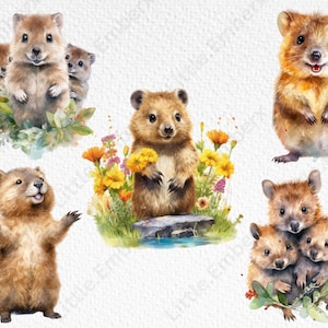 Watercolour Quokka Clipart Bundle, 18 Transparent Isolated PNG 300 Dpi ...