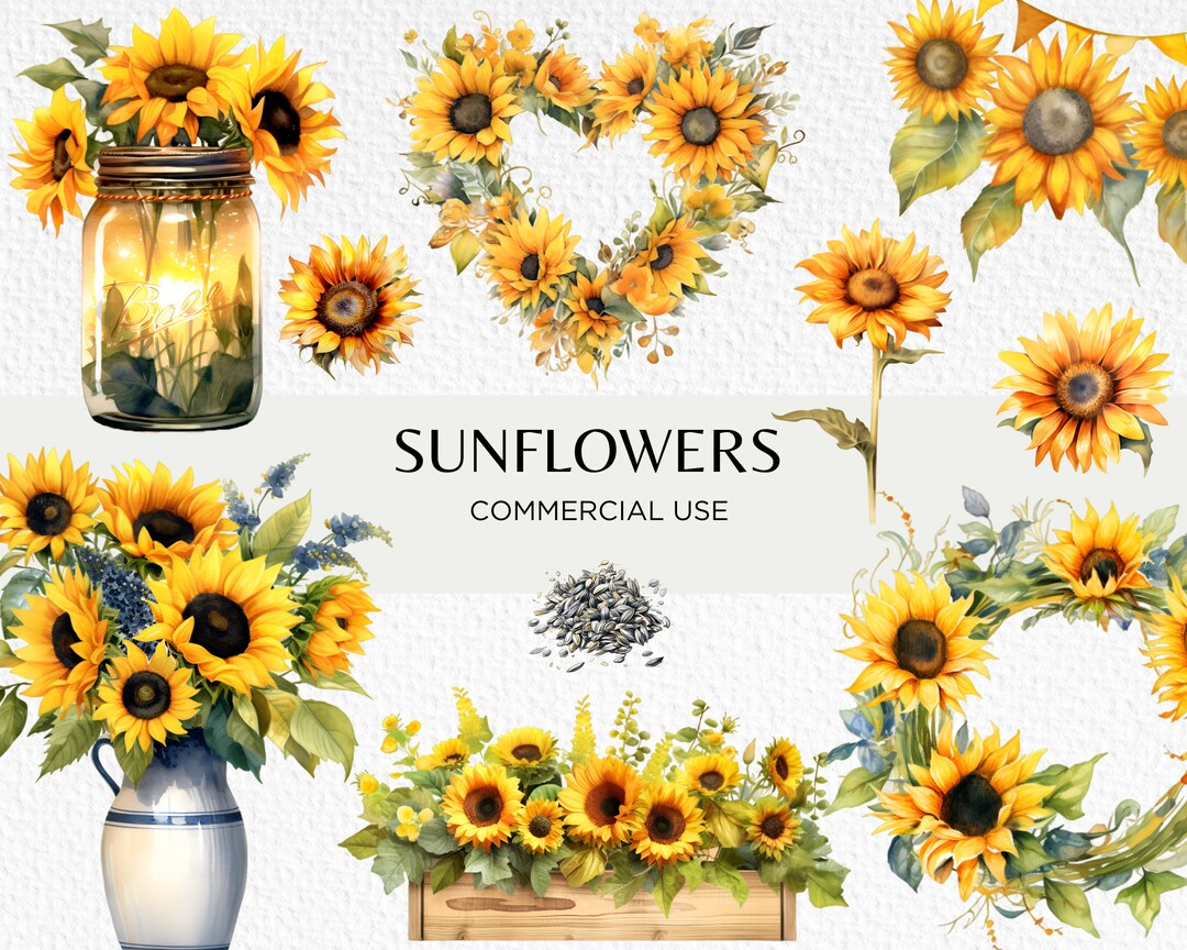Sunflowers Watercolour Clipart Bundle, 20 Transparent PNG, Sunflower ...