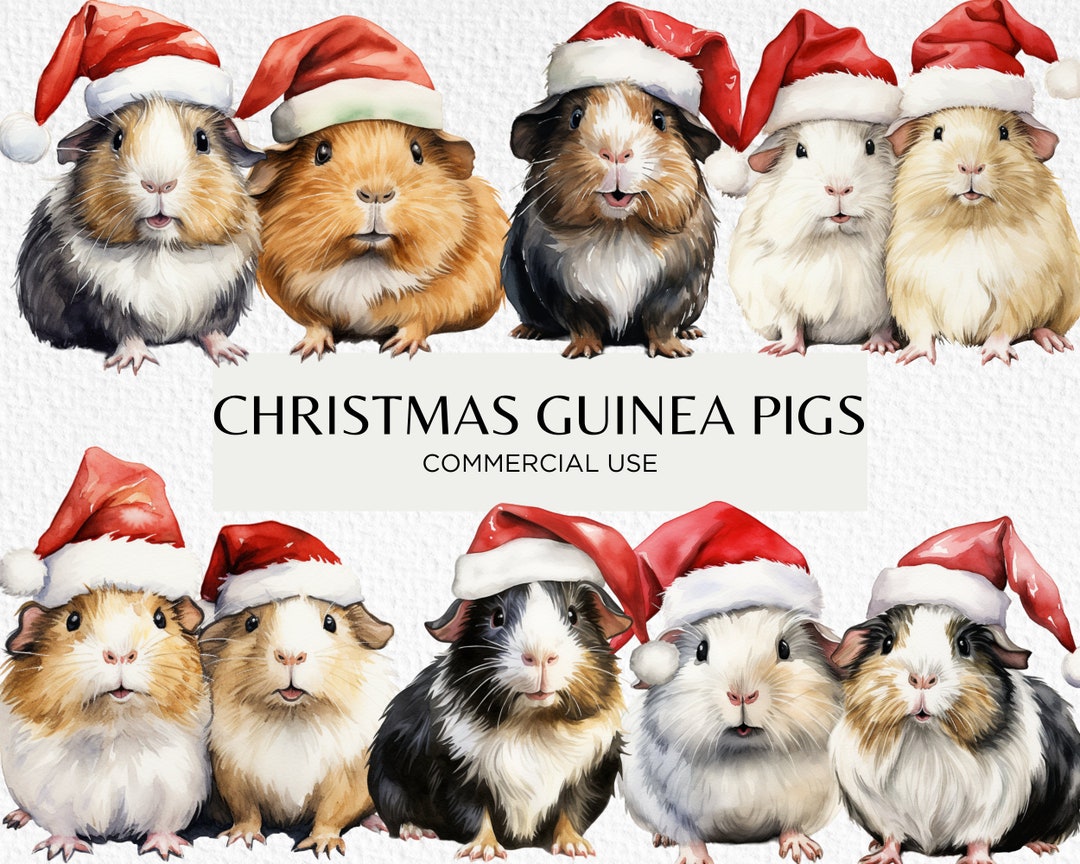 Cute Christmas Guinea Pigs Clipart, 20 Transparent PNG 300 Dpi, Happy ...