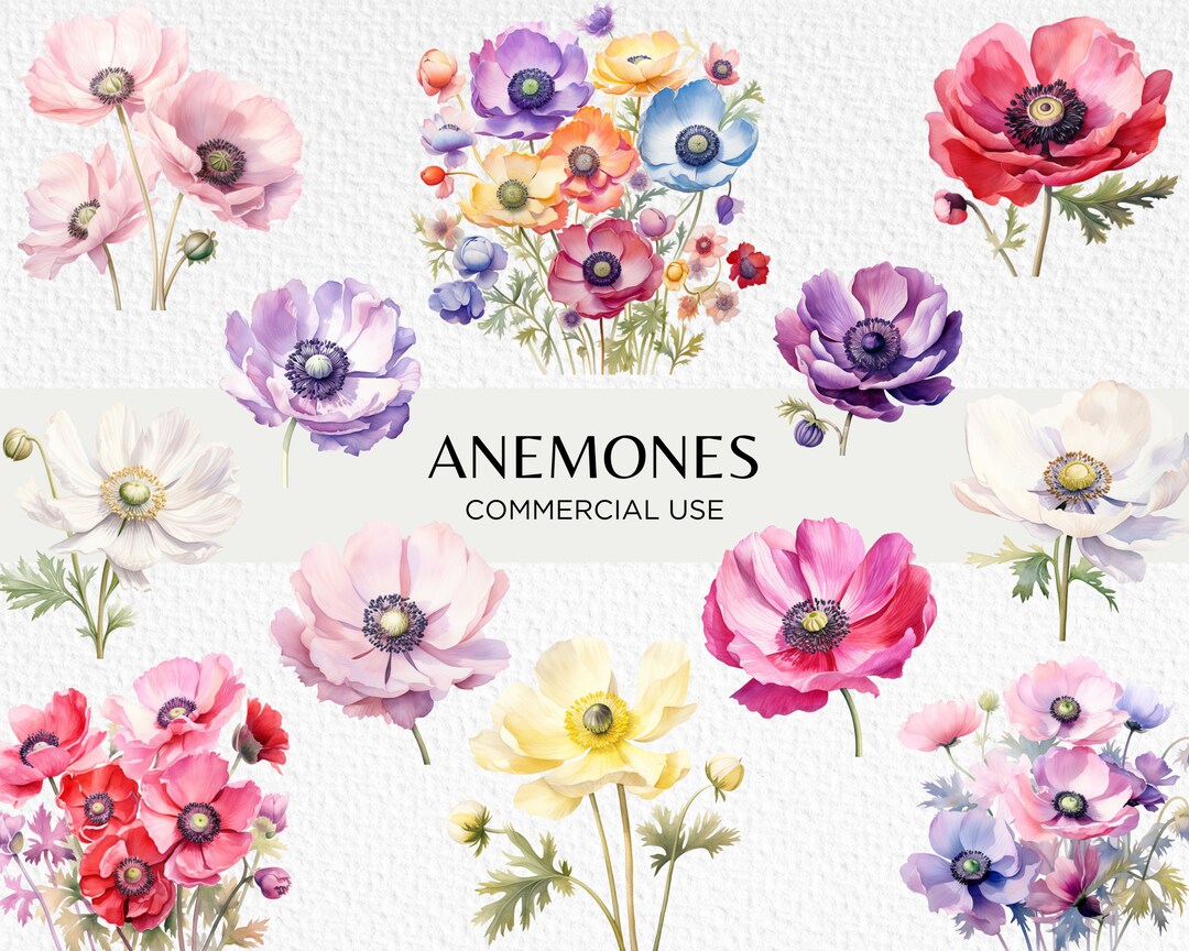 Anemones Watercolour Clipart Bundle, 20 Transparent PNG 300 Dpi, Pastel ...