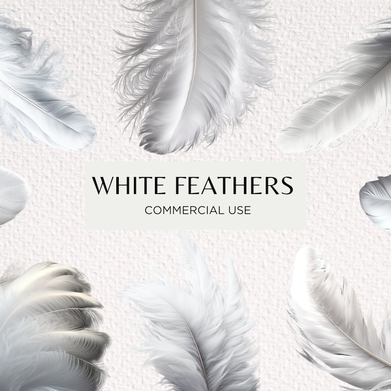 Single Feather - Etsy