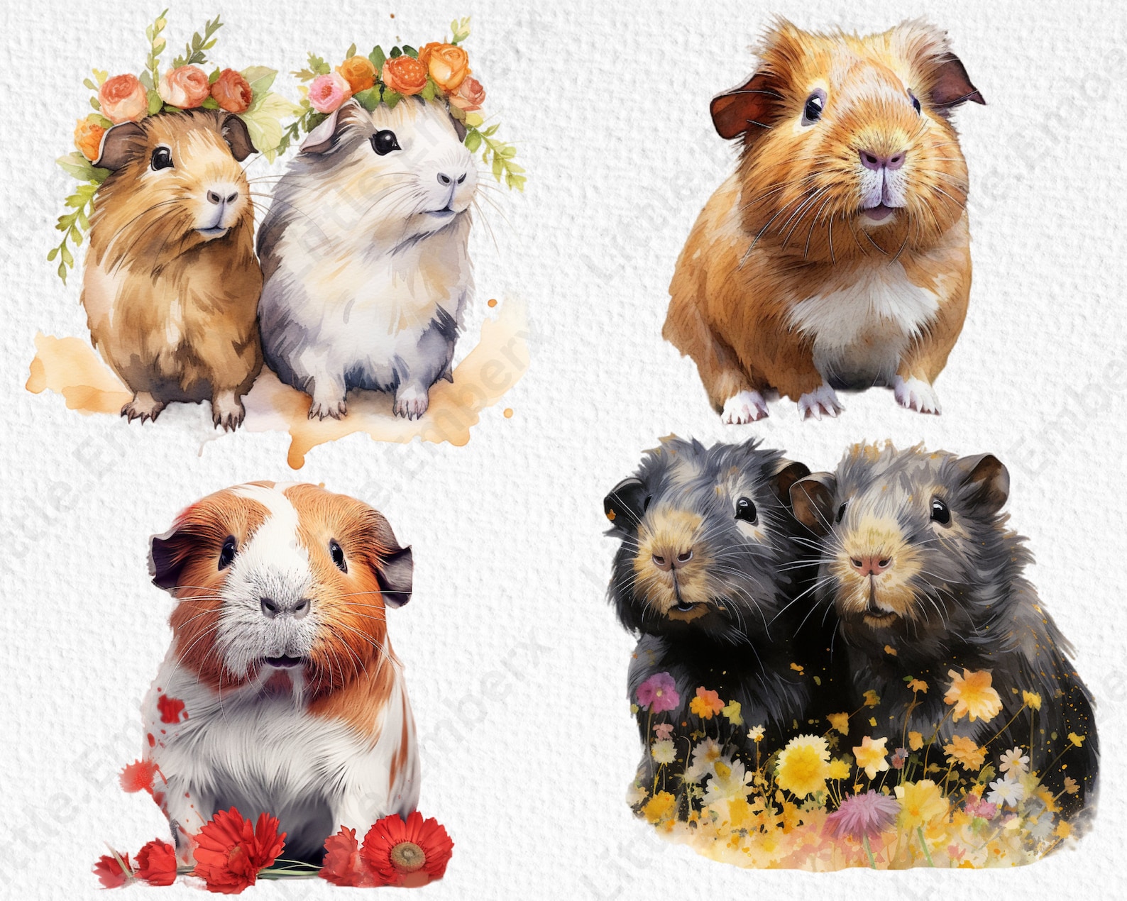 Watercolour Guinea Pigs Clipart Bundle, 24 Transparent PNG 300 Dpi ...
