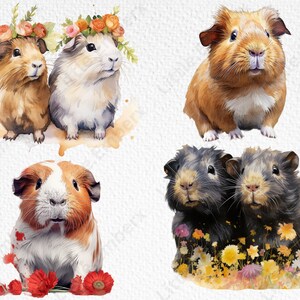 Watercolour Guinea Pigs Clipart Bundle, 24 Transparent PNG 300 Dpi ...