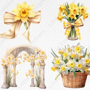 Daffodils Watercolour Clipart, 20 Transparent PNG 300 Dpi, Cute Spring ...