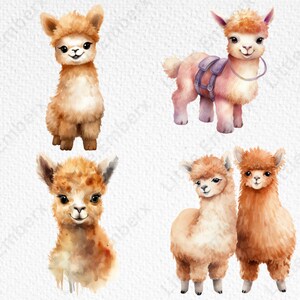 Alpacas Watercolour Clipart Bundle, 20 Transparent PNG 300 Dpi, Cute ...
