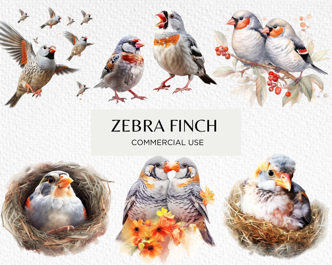 Watercolour Zebra Finch Clipart Bundle, 20 Transparent Isolated PNG 300 ...