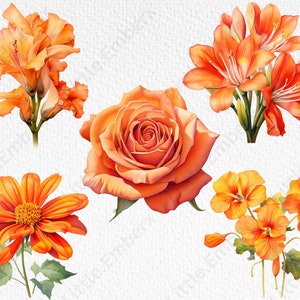 Orange Flowers Watercolour Clipart Bundle, 20 Transparent PNG 300 Dpi ...