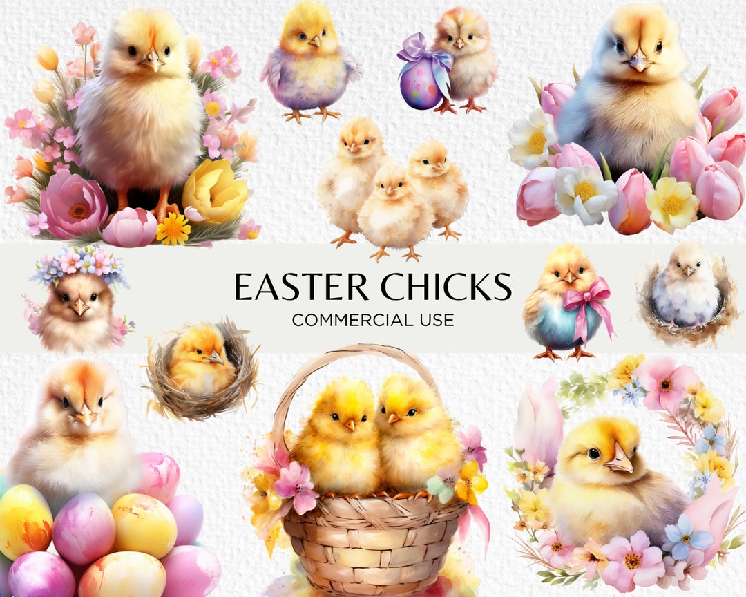 Cute Easter Chicks Watercolour Clipart, 20 Transparent PNG 300 Dpi ...