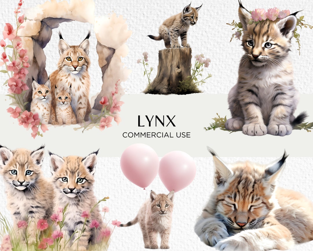 Lynx Watercolour Clipart Bundle, 16 Transparent PNG 300 Dpi, Cute Lynx ...