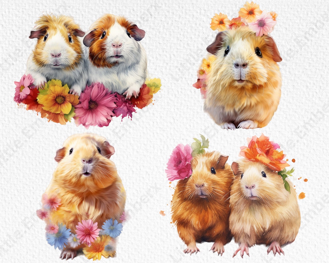 Watercolour Guinea Pigs Clipart Bundle, 24 Transparent PNG 300 Dpi ...
