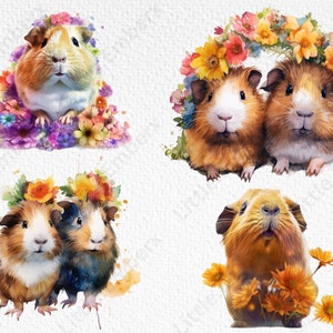 Watercolour Guinea Pigs Clipart Bundle, 24 Transparent PNG 300 Dpi ...