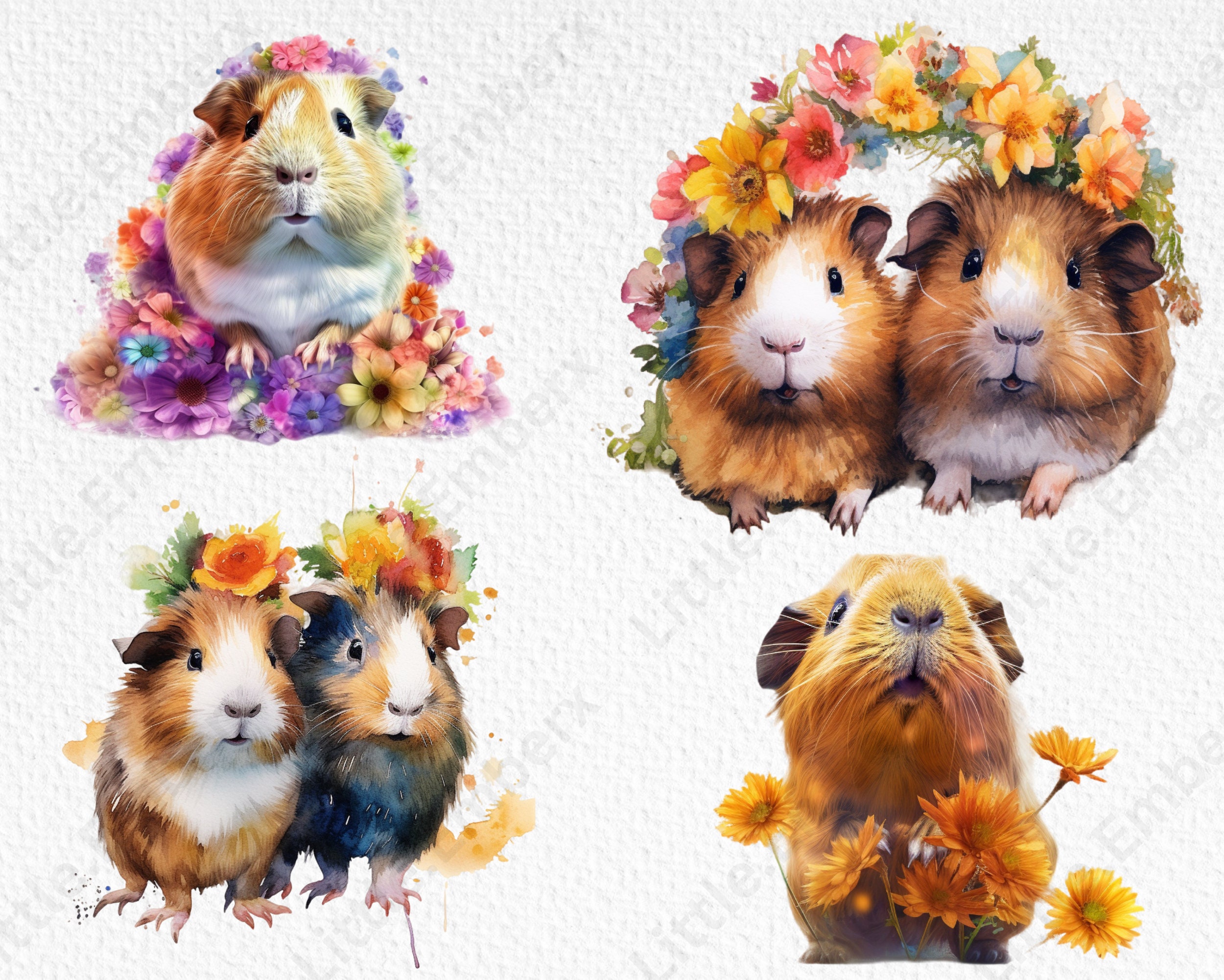 Watercolour Guinea Pigs Clipart Bundle, 24 Transparent PNG 300 Dpi ...