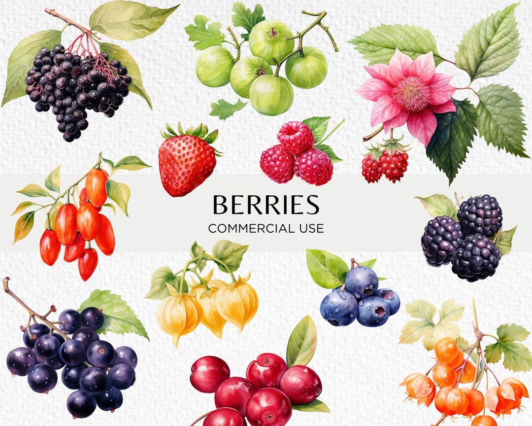 Berries Watercolour Clipart, 20 Transparent PNG 300 Dpi, Strawberries ...
