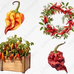 Chillies Watercolour Clipart Bundle, 16 Transparent PNG 300 Dpi, Chilli ...