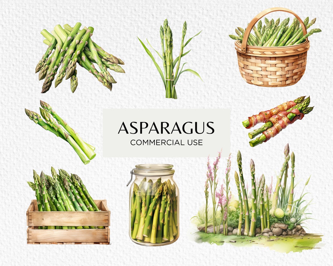Asparagus Watercolour Clipart Bundle, 10 Transparent PNG 300 Dpi ...