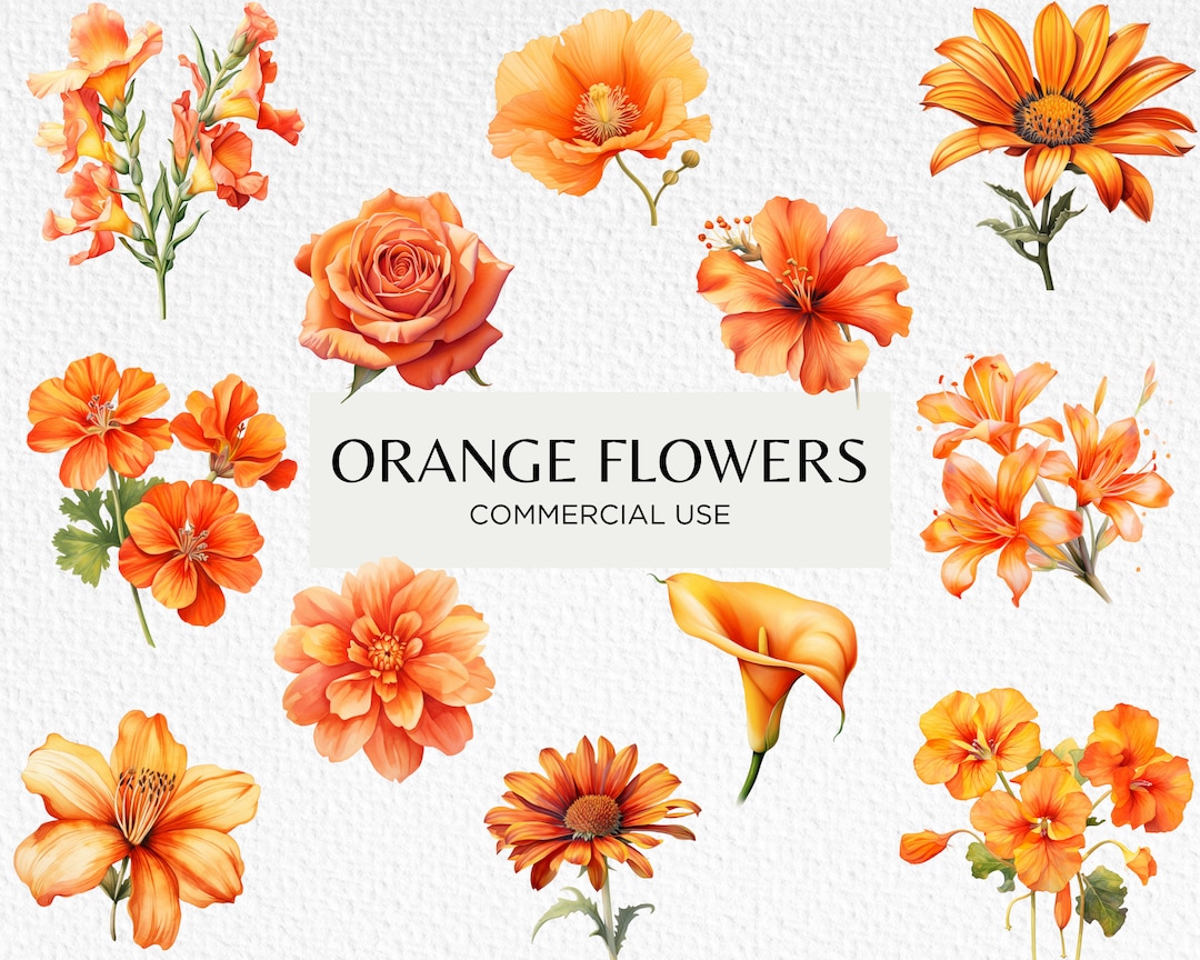 Orange Flowers Watercolour Clipart Bundle, 20 Transparent PNG 300 Dpi ...