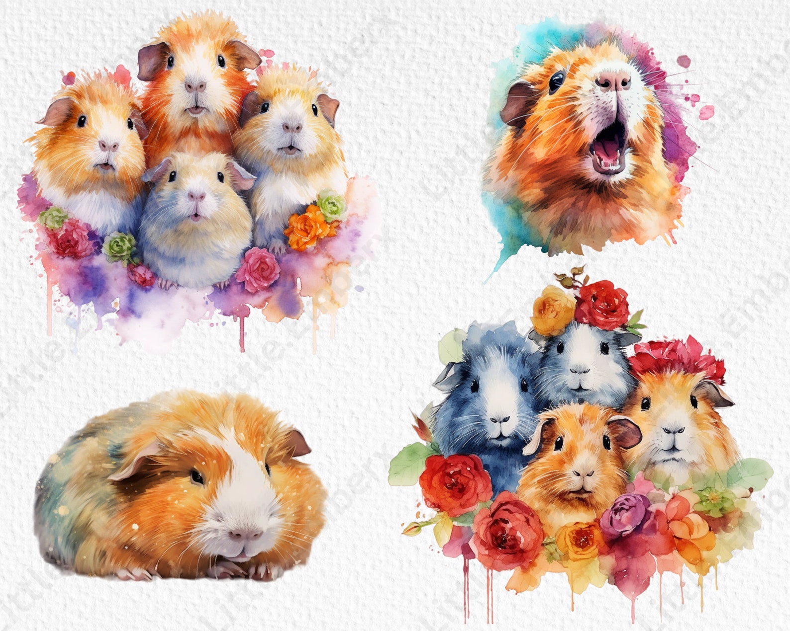 Watercolour Guinea Pigs Clipart Bundle, 24 Transparent PNG 300 Dpi ...