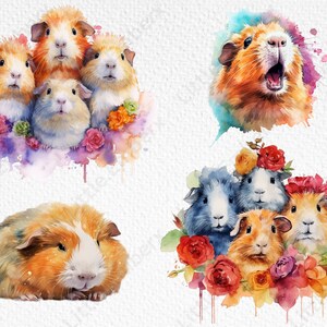 Watercolour Guinea Pigs Clipart Bundle, 24 Transparent PNG 300 Dpi ...