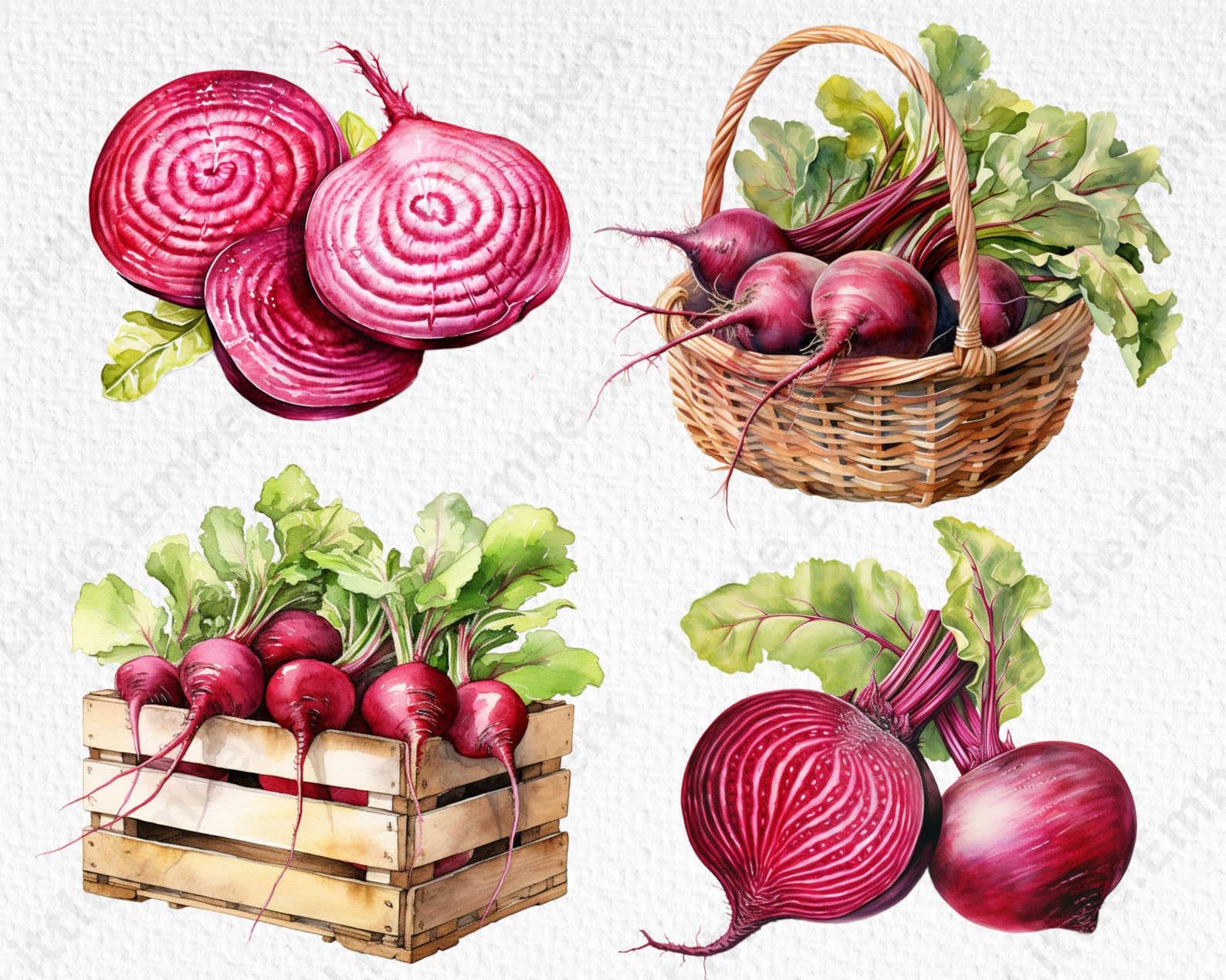 Beetroot Watercolour Clipart Bundle, 12 Transparent PNG 300 Dpi ...