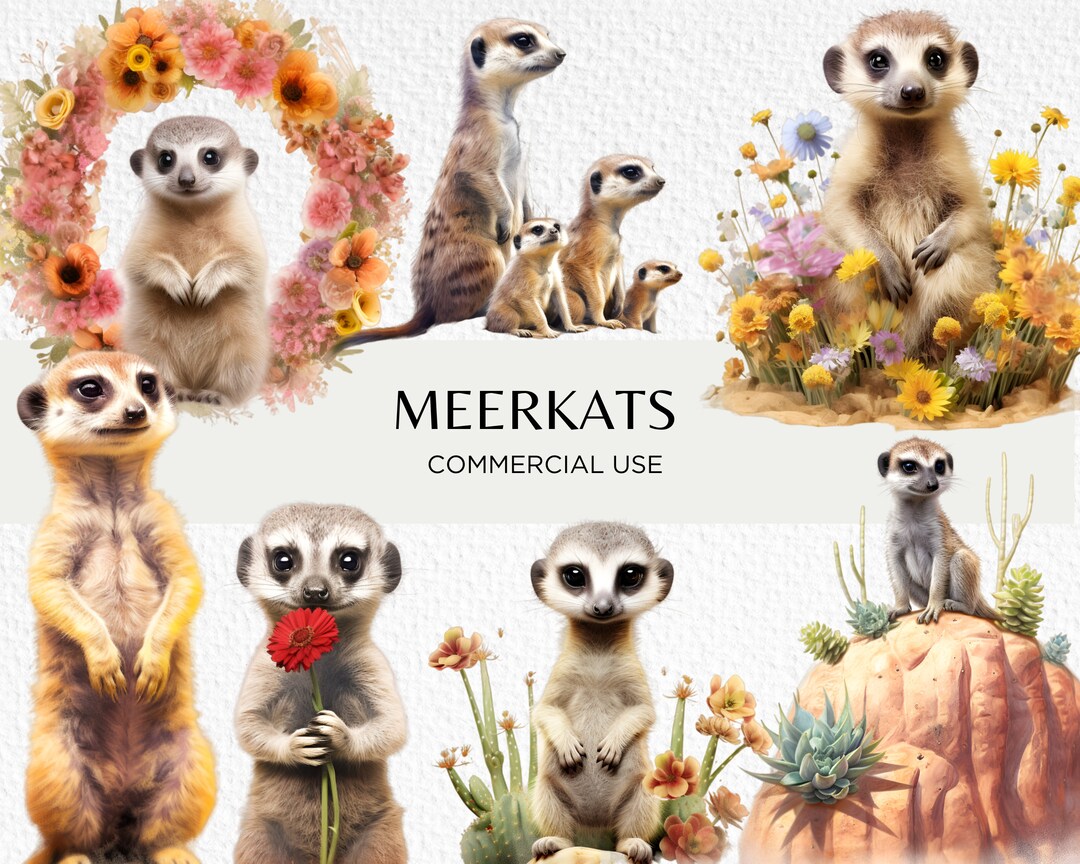 Meerkat Watercolour Clipart Bundle, 16 Transparent Isolated PNG 300 Dpi ...