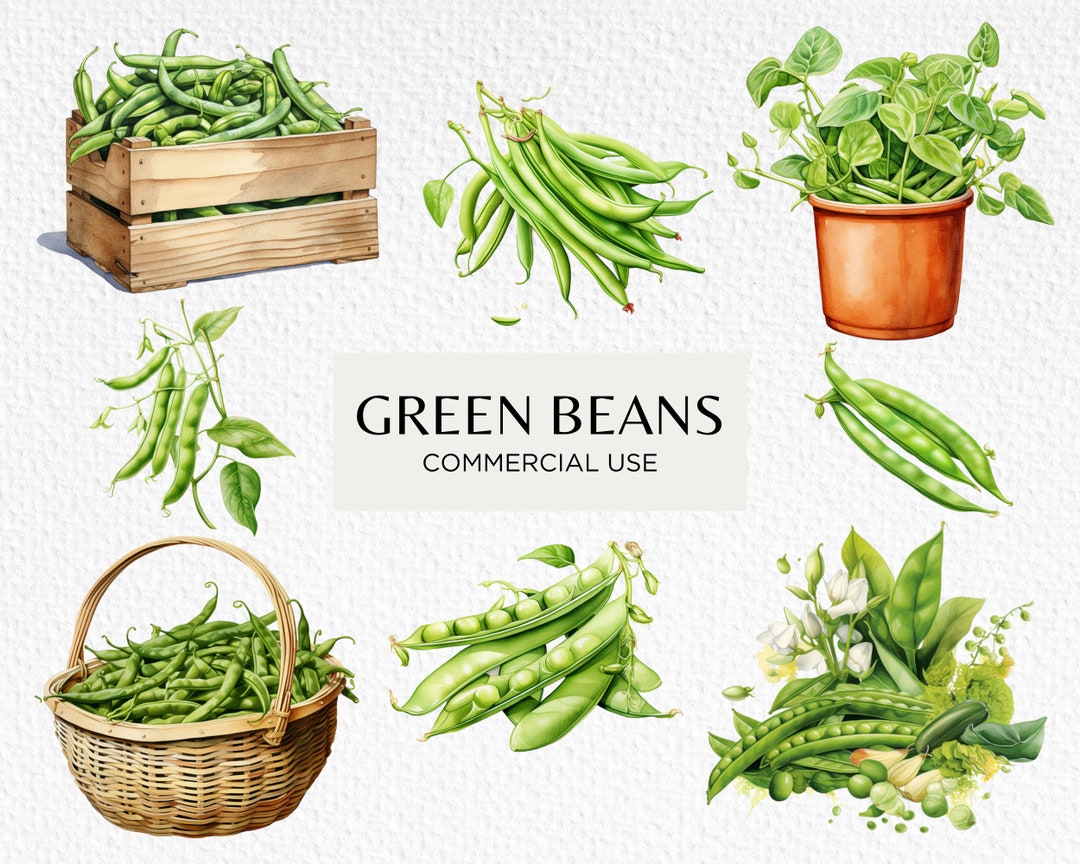 Green Beans Watercolour Clipart Bundle, 10 Transparent PNG 300 Dpi, Vegetarian, Runner Bean ...