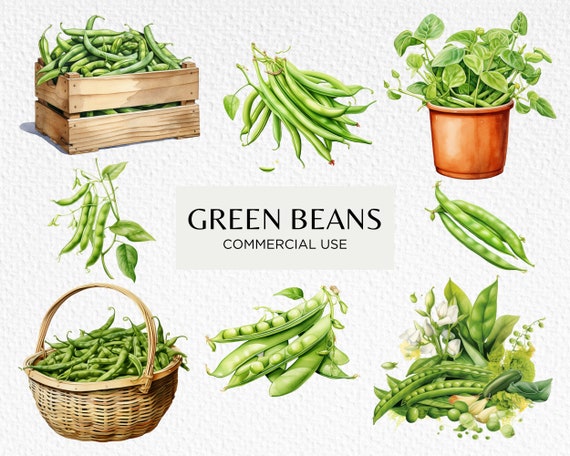 Green Beans Clipart
